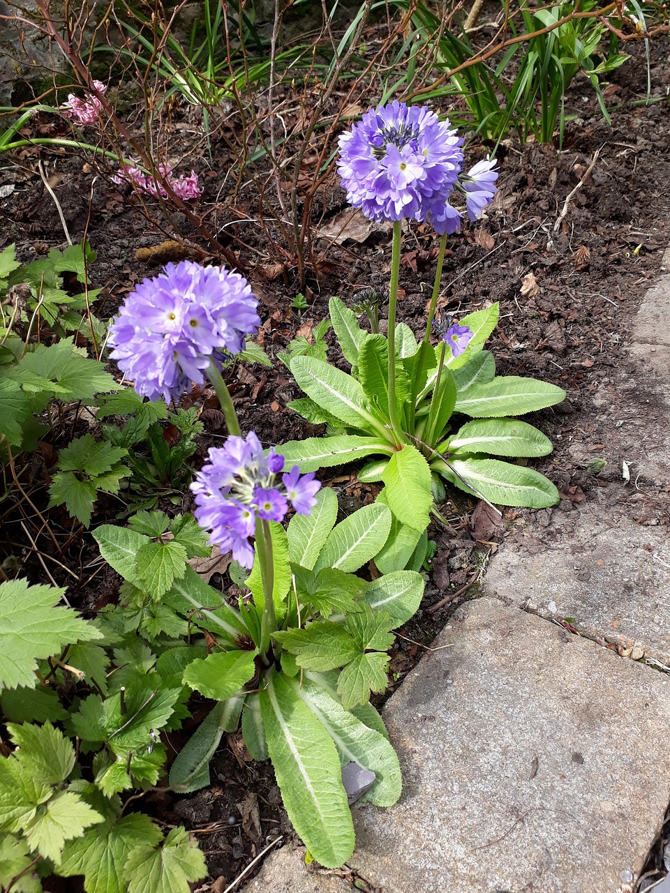 Tongkat Pemukul Paha Primula - Foto gratis di Pixabay - Pixabay