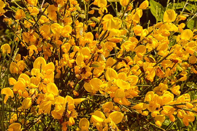 Luuta Kukka Luonto - Ilmainen kuva Pixabayssa - Pixabay