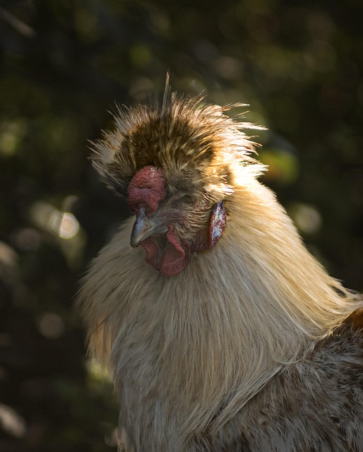 Ayam Sutra Potret Kepala - Foto gratis di Pixabay - Pixabay