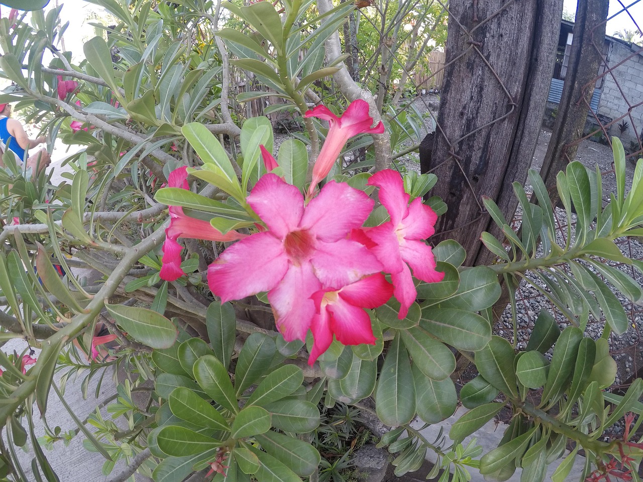 Philippines Flowers Botanical - Free photo on Pixabay - Pixabay