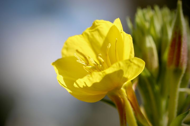 1,000+ Free Primrose & Flower Images