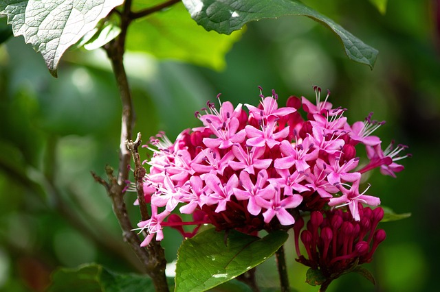Clerodendrum Bungei Flowers Shrub - Free photo on Pixabay - Pixabay