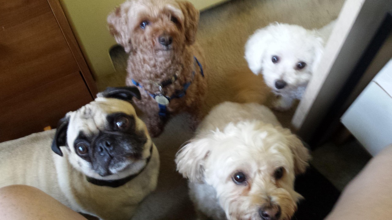 Cachorros Pug Bichon - Foto gratuita no Pixabay - Pixabay