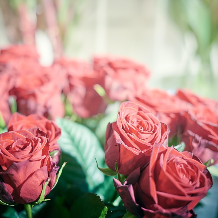 Rosas Flores Rojas - Foto gratis en Pixabay