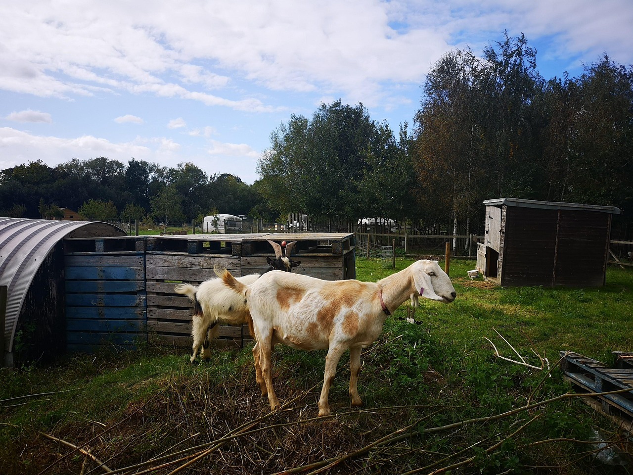 Cabra Granja Cabras - Foto gratis en Pixabay - Pixabay