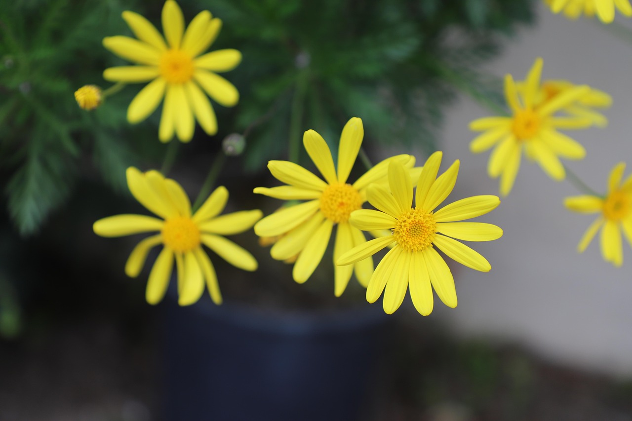 Bunga Kecil Segar Taman - Foto gratis di Pixabay - Pixabay