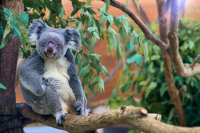 Zoo Koala Animal - Free photo on Pixabay - Pixabay
