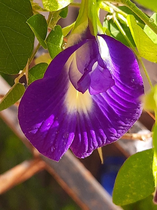 Lonceng Biru Bunga-Bunga - Foto gratis di Pixabay - Pixabay