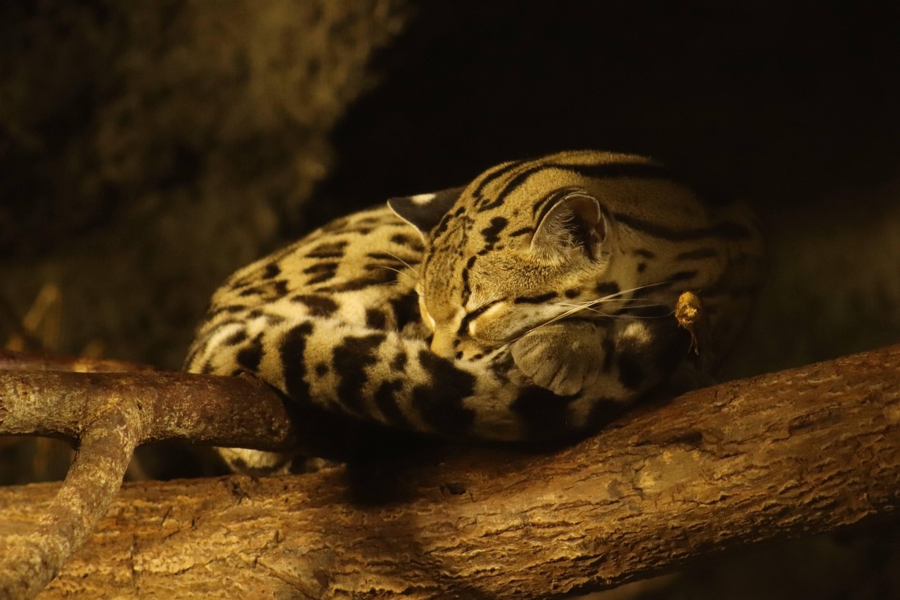 Margay Cat Leopardus - Free photo on Pixabay - Pixabay