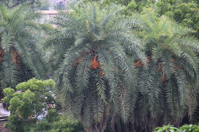 Natur Palme Termine - Kostenloses Foto auf Pixabay - Pixabay