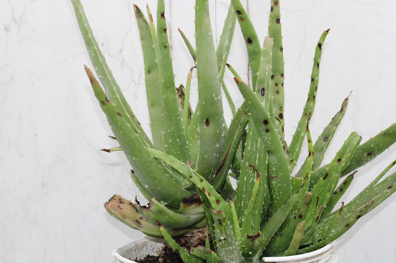 Aloe Vera Natural Nature - Free photo on Pixabay