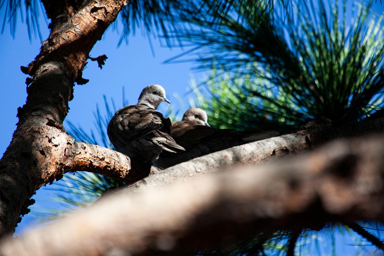Doves Tree Dove - Free photo on Pixabay - Pixabay