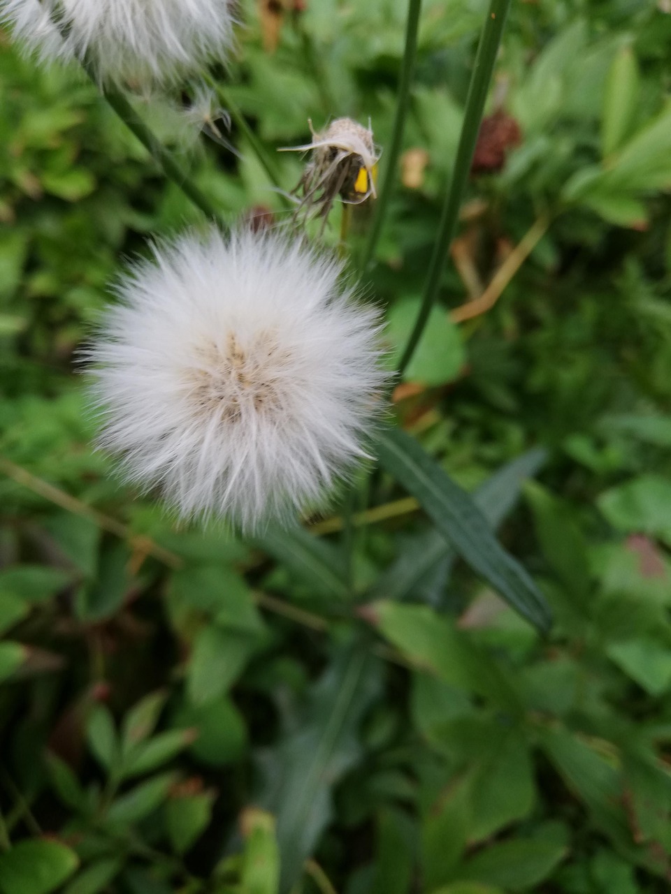 Dandelion Fluff Summer - Free photo on Pixabay - Pixabay