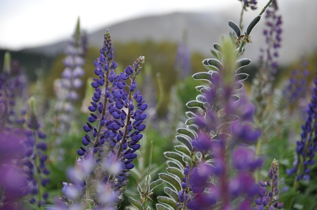 Bunga Selandia Baru Tekapo - Foto gratis di Pixabay - Pixabay
