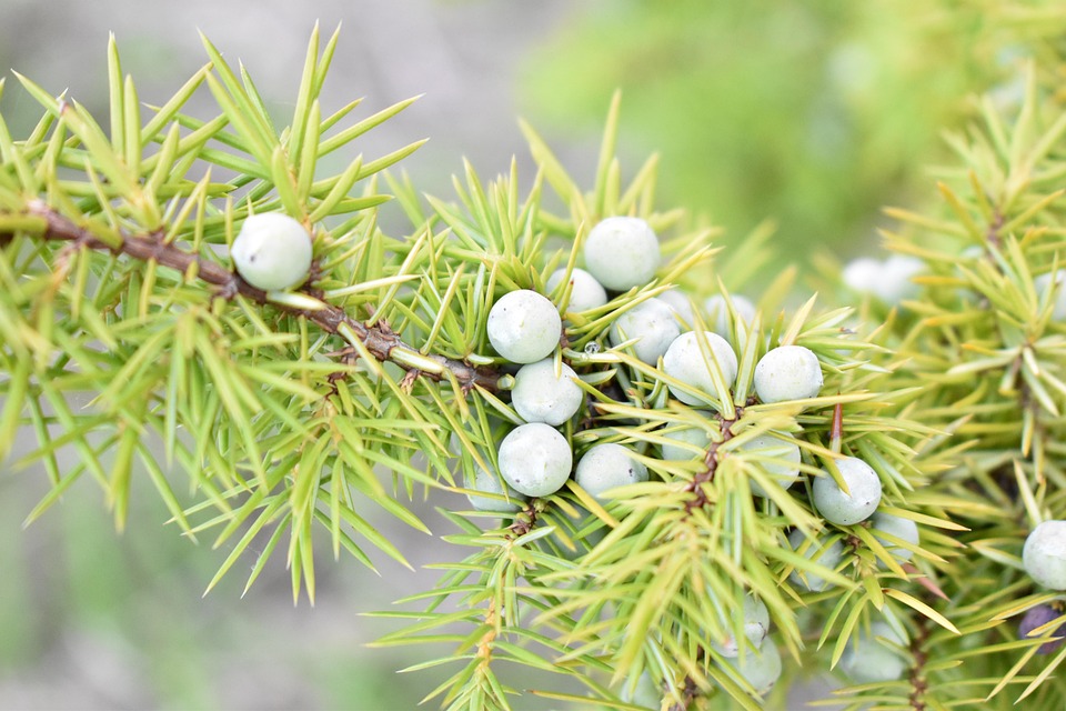 Nature Tree Juniper Common - Free photo on Pixabay - Pixabay