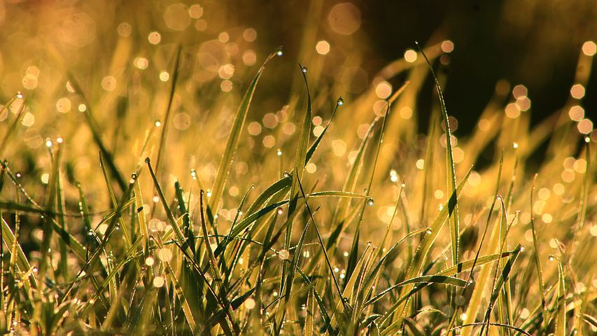 1000 Free Blade Of Grass And Grass Photos Pixabay