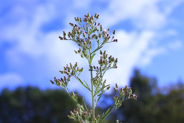 Plant Green Nature Close - Free photo on Pixabay - Pixabay