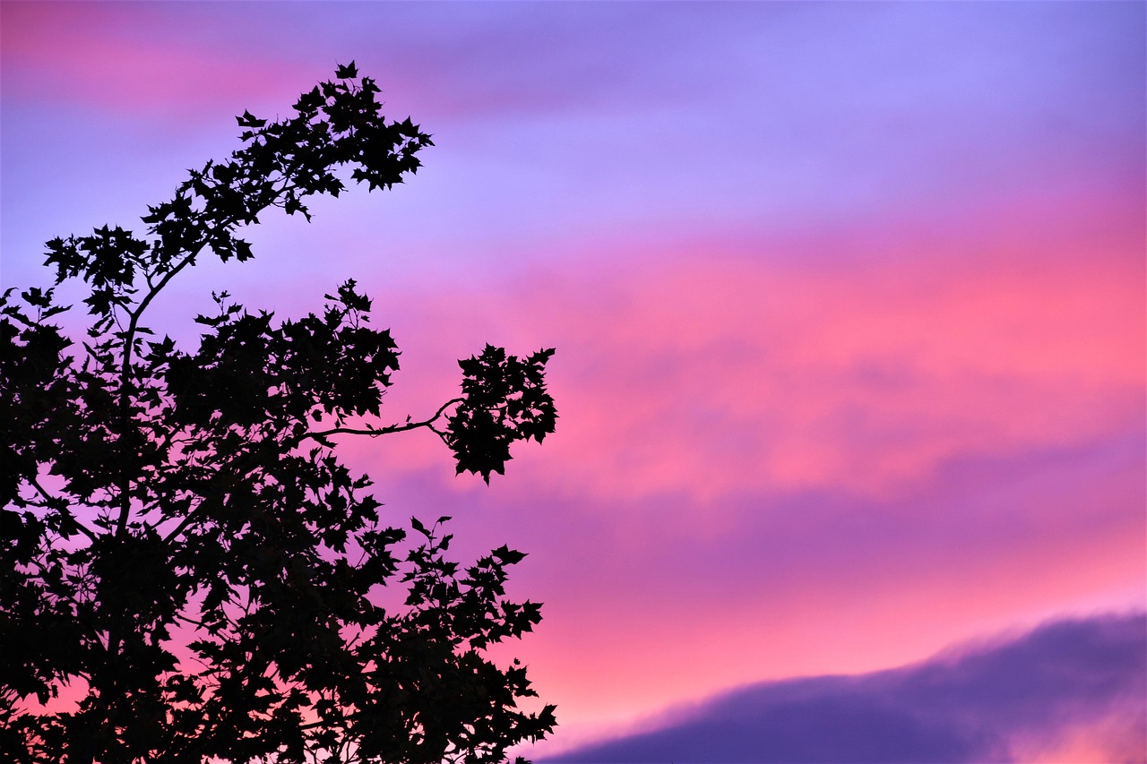 Tomorrow Red Nature - Free photo on Pixabay - Pixabay