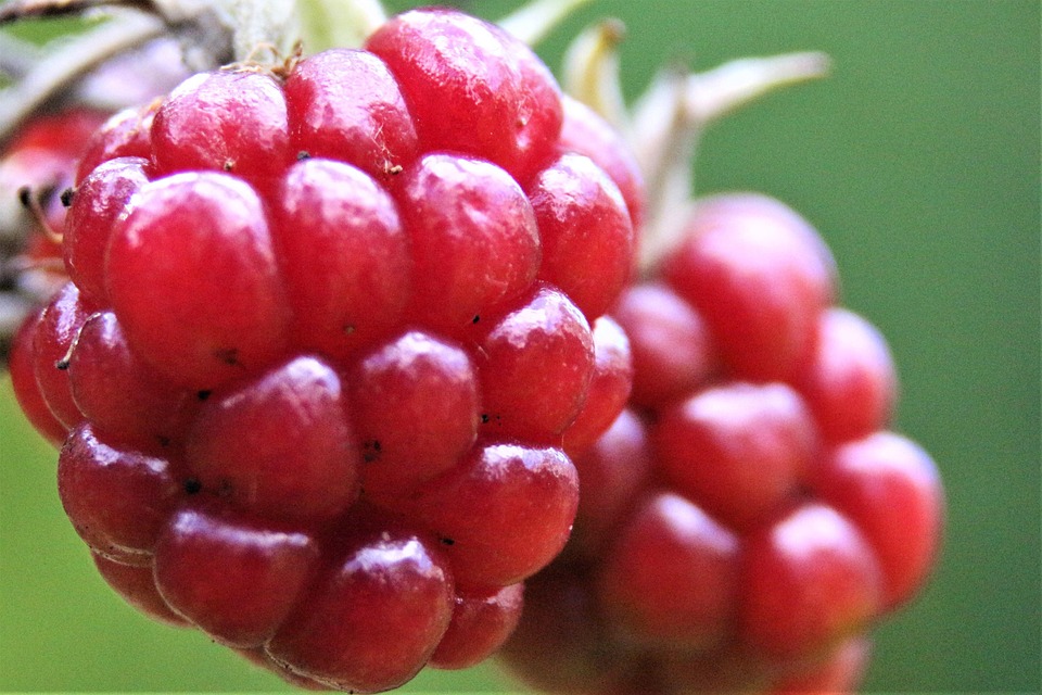 Red Close Macro - Free photo on Pixabay - Pixabay
