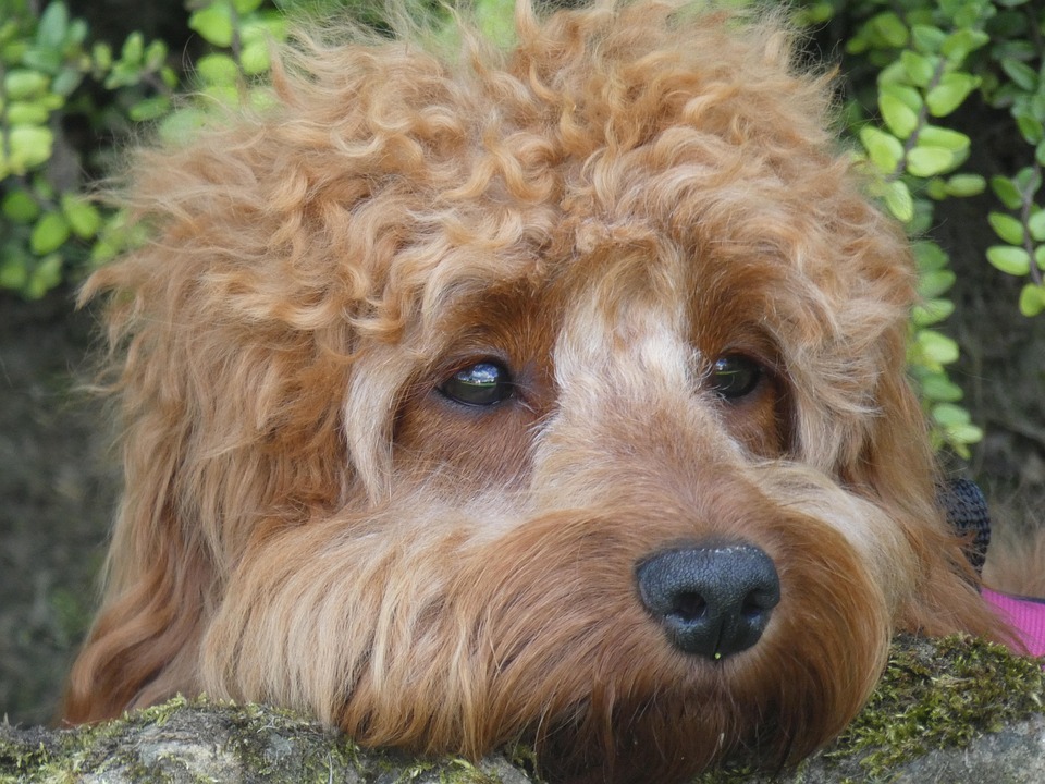 Dog Cockapoo Curly - Free photo on Pixabay - Pixabay