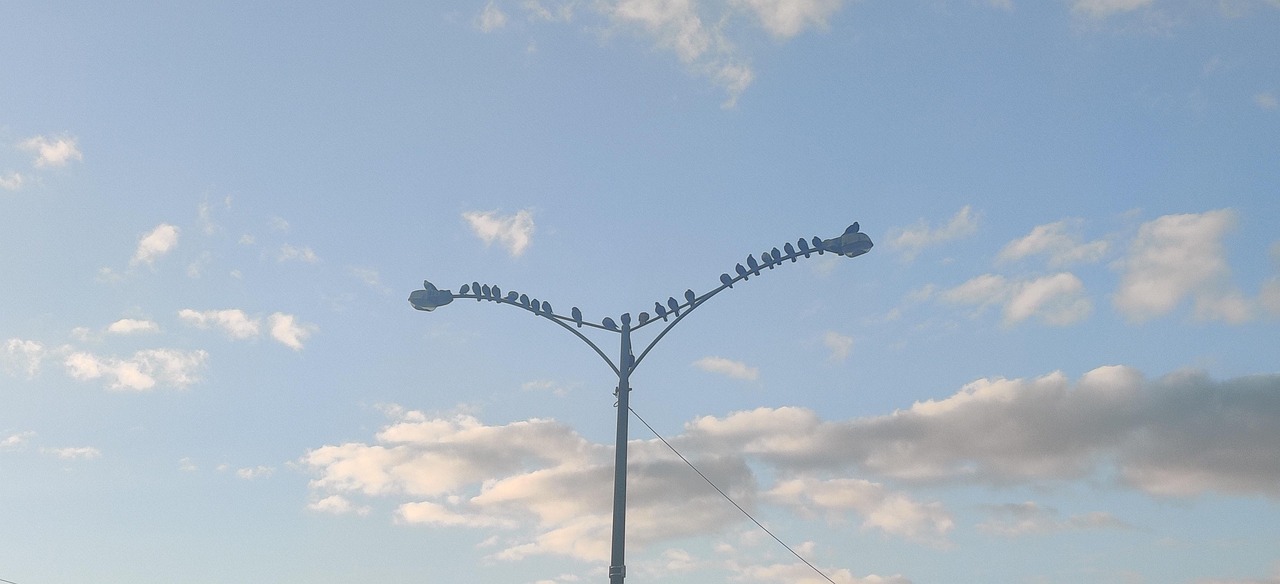 Aves Cielo - Foto gratis en Pixabay - Pixabay