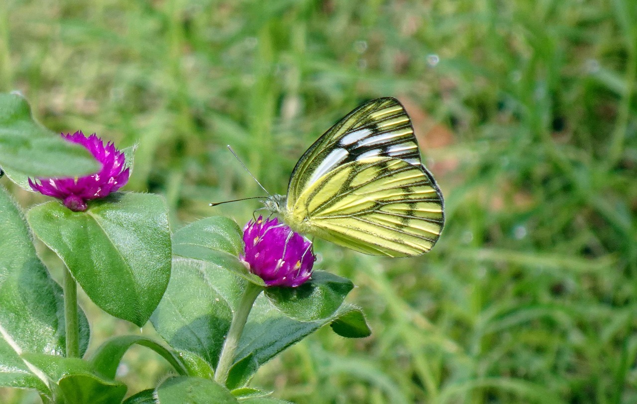 Mariposa Pioneer Blanco Insecto - Foto gratis en Pixabay - Pixabay