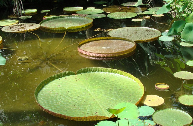 Water Lily Giant Green - Free photo on Pixabay