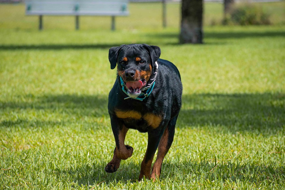 Dog Running Rottweiler - Free photo on Pixabay
