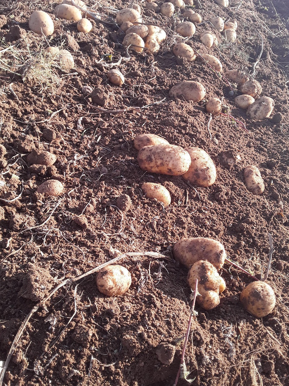 Patates Doğa Toprak - Foto gratuita no Pixabay - Pixabay