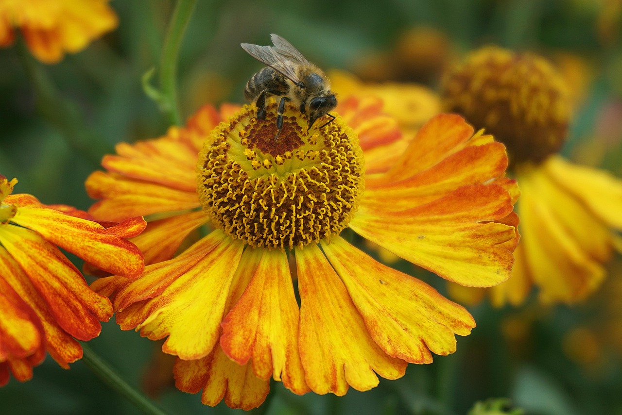 Gaillarde Fleurs Couverture De - Photo gratuite sur Pixabay - Pixabay
