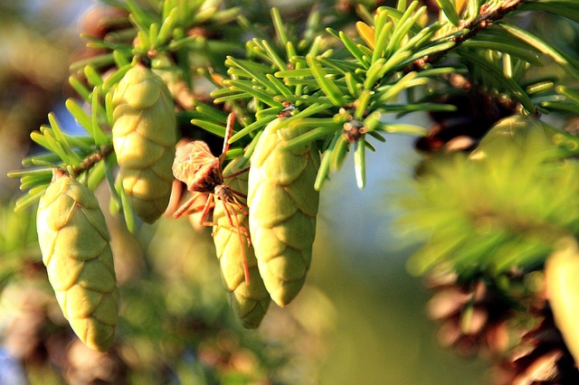 Tap Pinecone Insect - Free photo on Pixabay - Pixabay