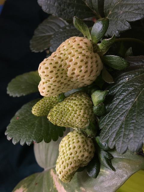 Fraises Vert Fruit - Photo gratuite sur Pixabay - Pixabay