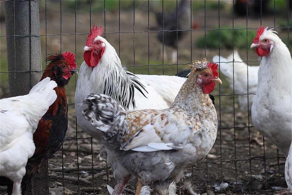 Chicken Birds Faucet - Free photo on Pixabay