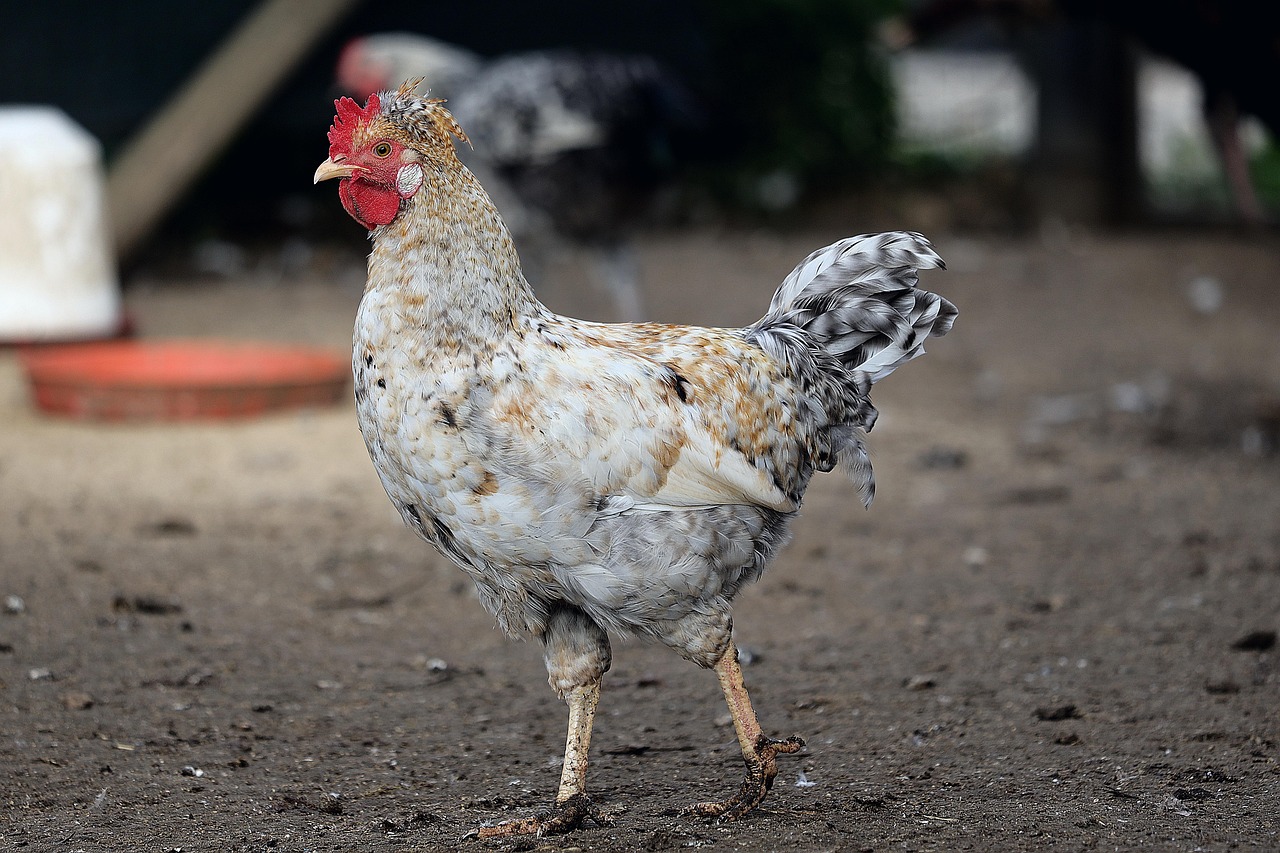 Chicken Bird Hen - Free photo on Pixabay