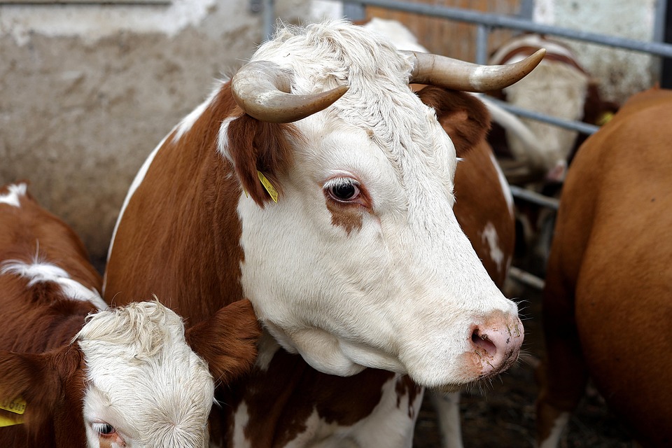 Cow Cattle Bovine - Free photo on Pixabay - Pixabay