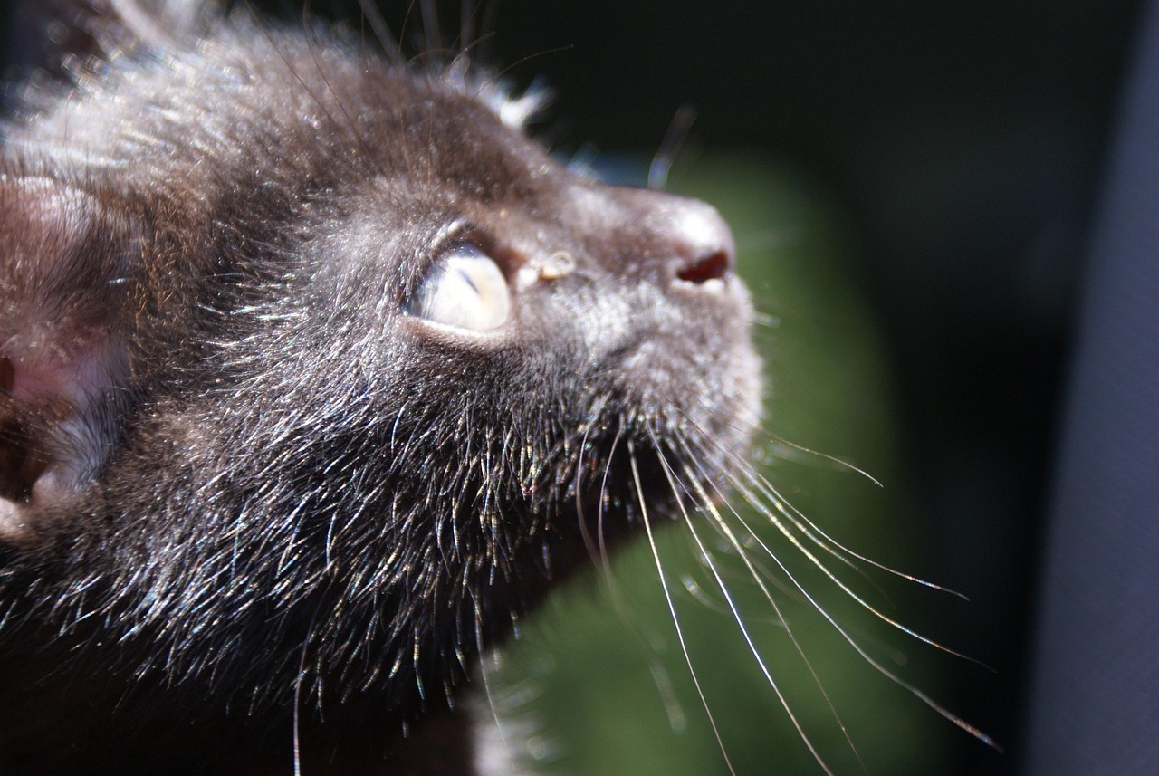 Anak Kucing Hitam - Foto gratis di Pixabay - Pixabay