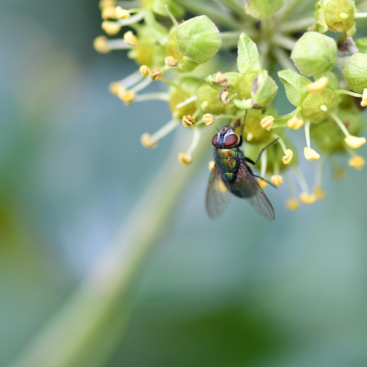Fly Insect Bug - Free photo on Pixabay - Pixabay