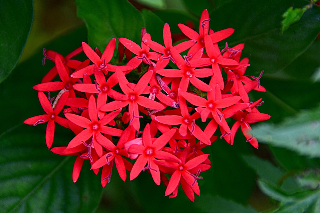 Santan Dschungelgeranie Blumen - Kostenloses Foto auf Pixabay - Pixabay