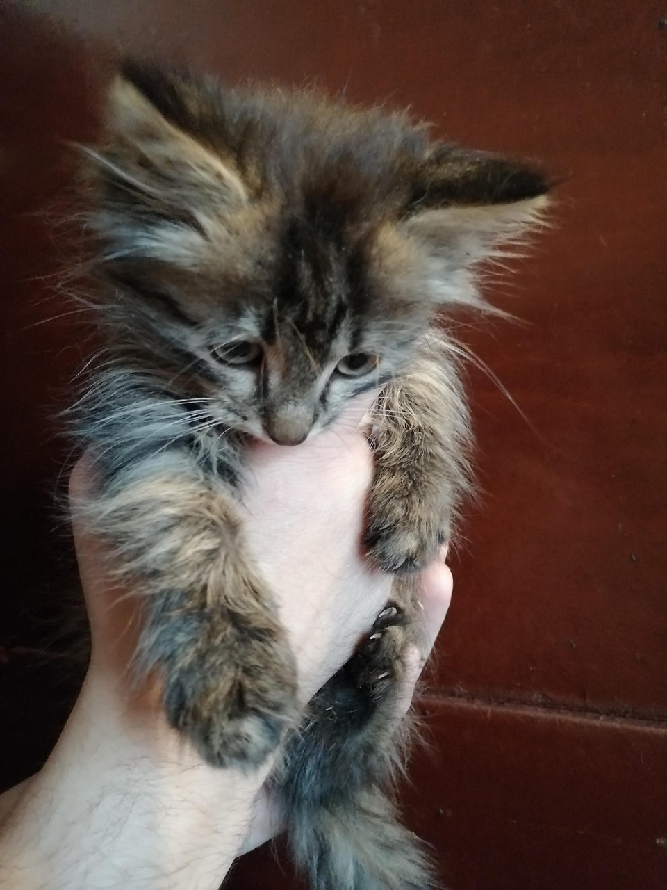 Sad Kitten Hands With A - Free photo on Pixabay - Pixabay