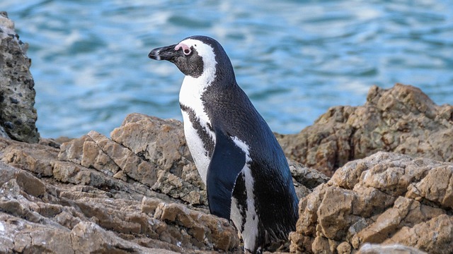 2,000+ Free Penguin & Nature Images - Pixabay