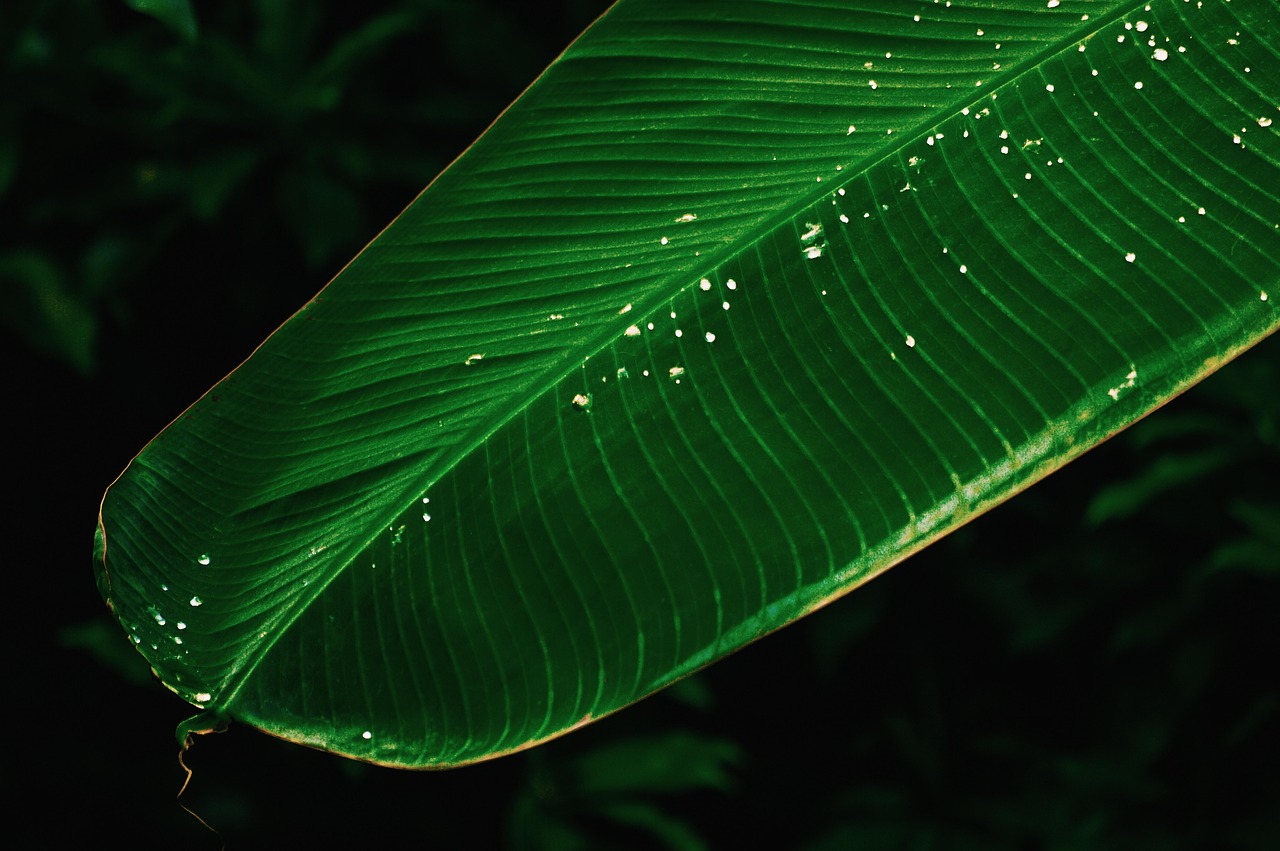 Natureza Plantas Verde - Foto gratuita no Pixabay - Pixabay