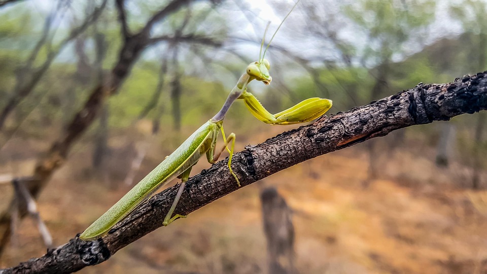 Nature Insect Mantis Free Photo On Pixabay Pixabay