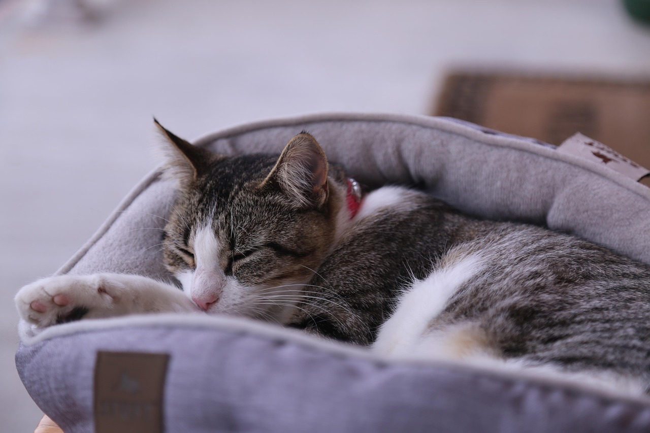 Cat Pet - Free photo on Pixabay