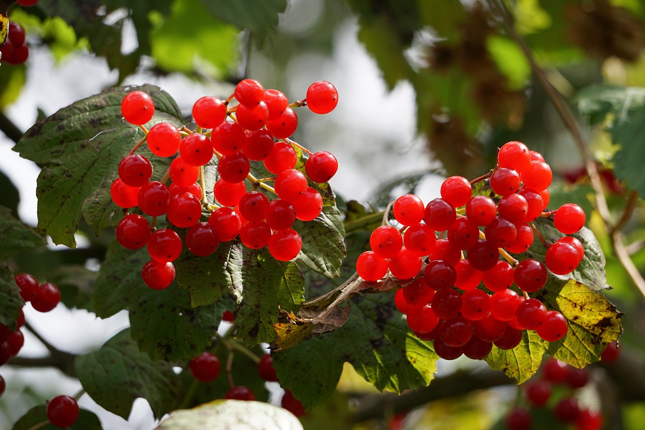 Berry Viburnum Bush - Free photo on Pixabay - Pixabay