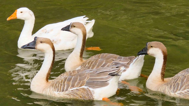 Canard De Lac - Photo gratuite sur Pixabay - Pixabay
