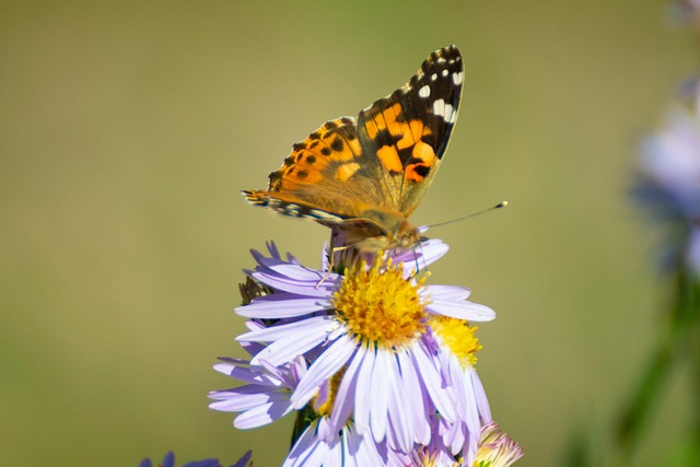 Buterfly Nature Flore - Photo gratuite sur Pixabay - Pixabay