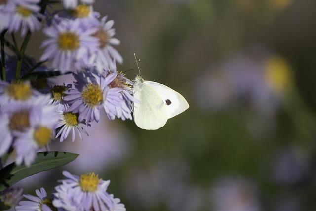 Buterfly 自然 植物群 - Pixabay上的免费照片 - Pixabay
