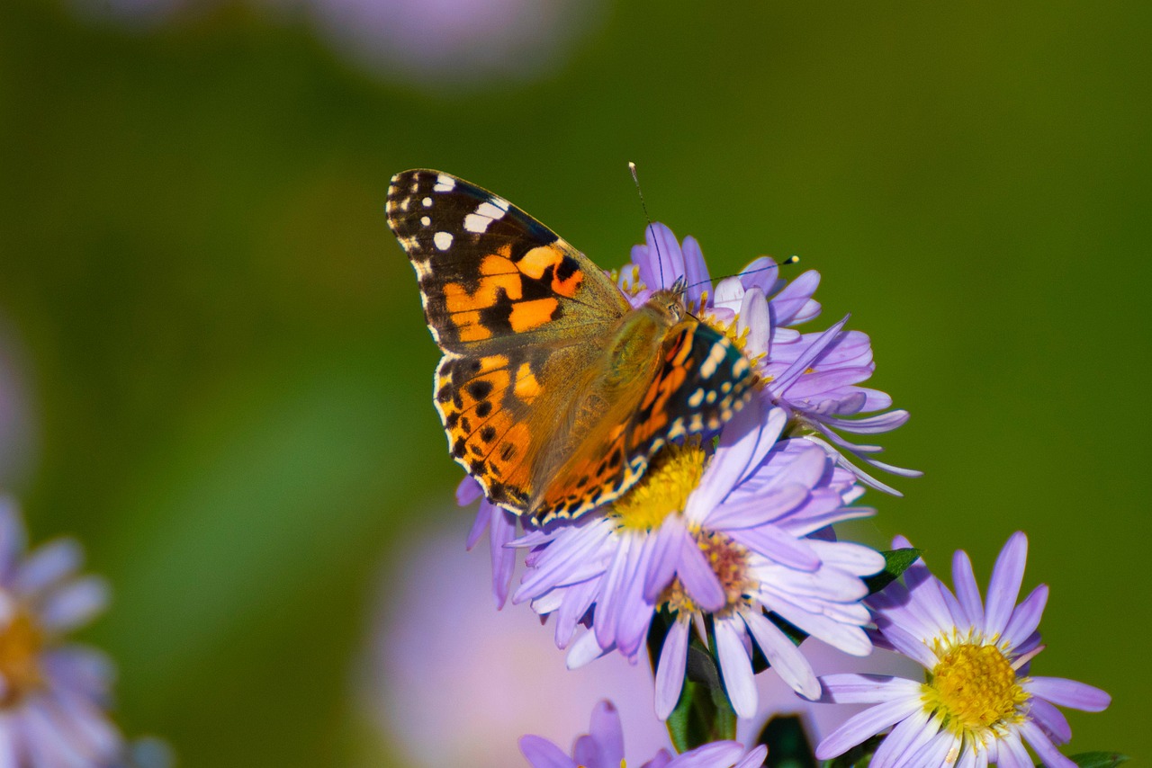 Butterfly Asters Flowers - Free photo on Pixabay
