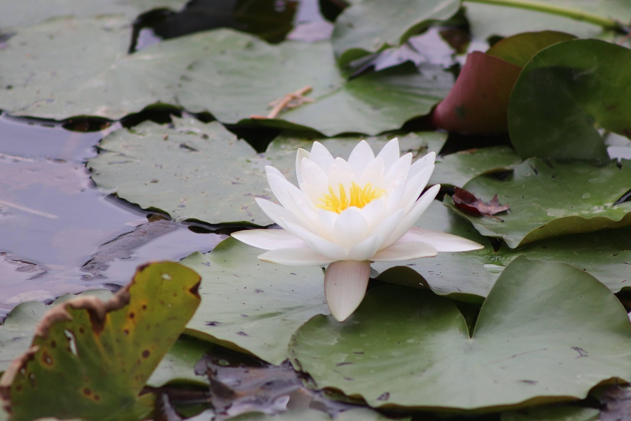 Planta Nenúfar Floración - Foto gratis en Pixabay - Pixabay