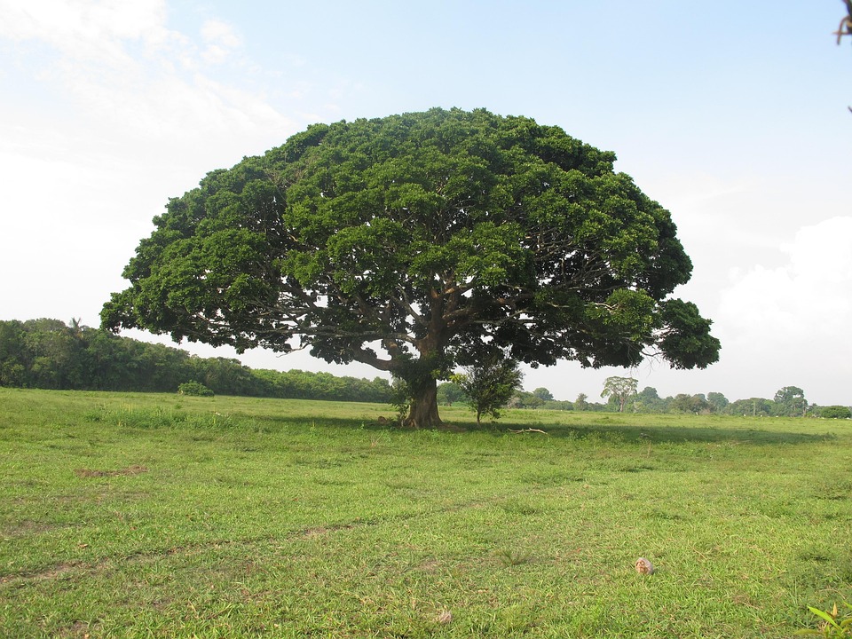 Tree Nature Amazons - Free photo on Pixabay - Pixabay